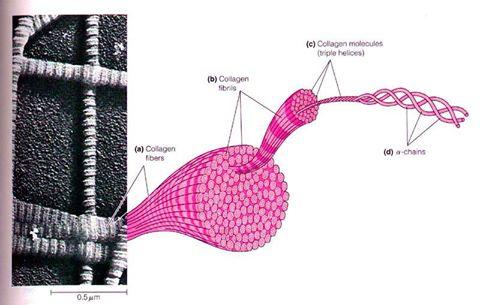 Apa Anda Perlu Tahu Mengenai Kolagen - Hello Doktor