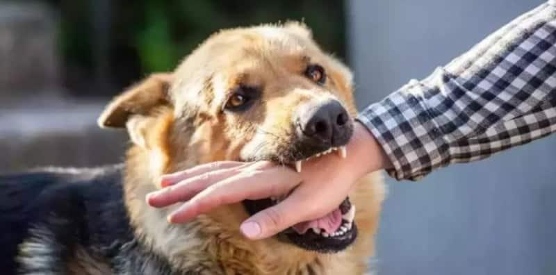 Apa Itu Rabies, Jangkitan Yang Disebabkan Oleh Haiwan Seperti Anjing!