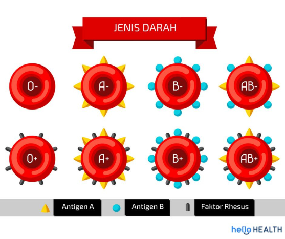Jenis Darah Manusia: Anda Tergolong Dalam Kategori Yang Mana?