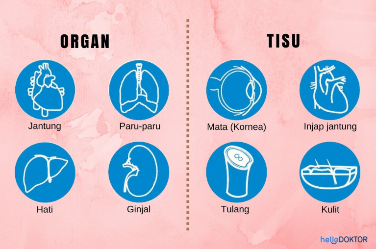 8 Persoalan Mengenai Derma Organ - Hello Doktor