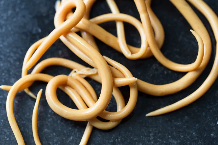 Kenali Apa Itu Parasit - Hello Doktor