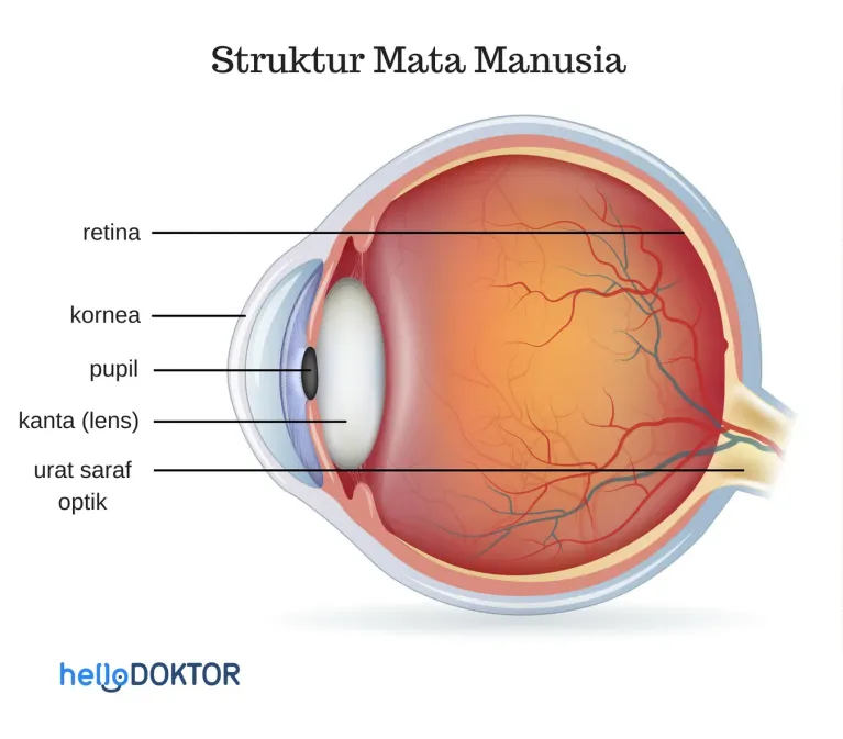 Rabun Jauh: Apakah Puncanya? - Hello Doktor
