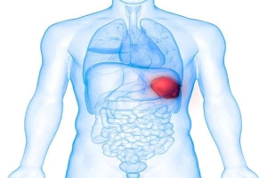 Fungsi Limpa Dalam Tubuh Manusia Penting, Jangan Pandang Remeh!