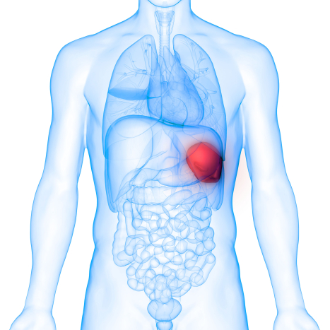 Apakah Fungsi Limpa? - Hello Doktor