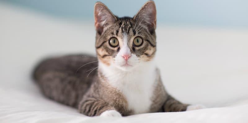 Bahaya Cakaran Kucing Terhadap Manusia - Sila Jaga-jaga!