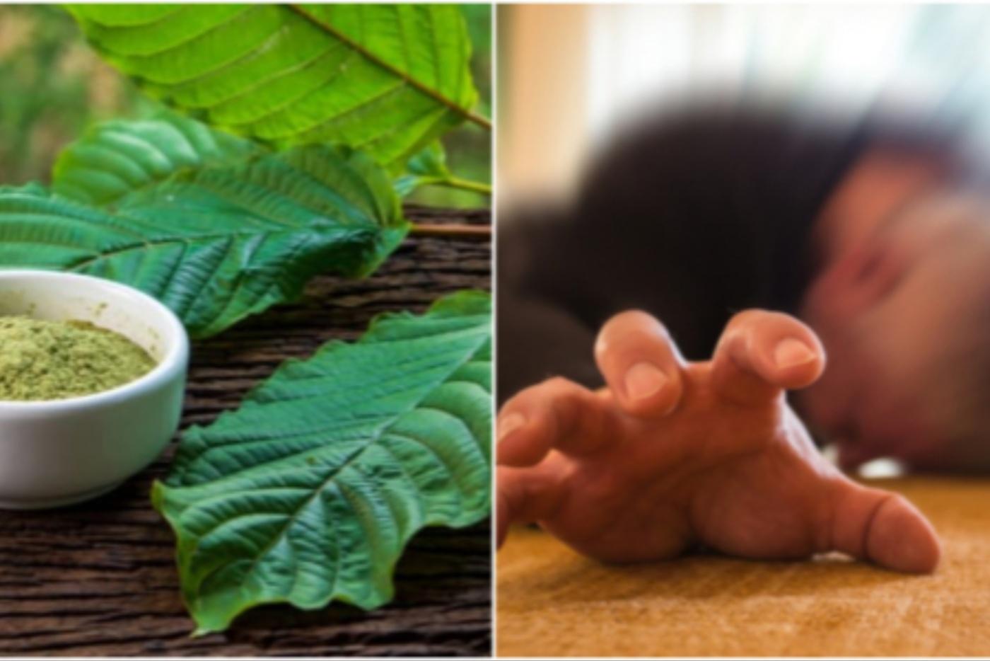 Ketagih Ketum Dan Risikonya Yang Anda Tidak Pernah Sangka, Baca Ini!