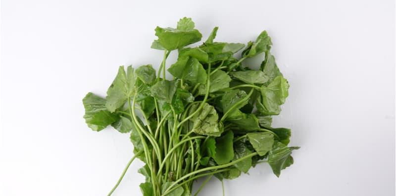 Pegaga Dan Khasiatnya Kepada Tubuh Badan Anda, Ambil Tahu Ini