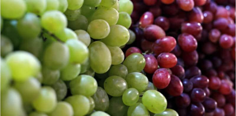 Buah Anggur Dan Khasiatnya Yang Bagus Untuk Kesihatan Anda