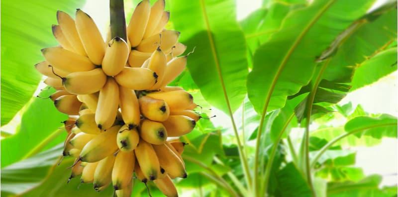 Manfaat Pisang Terhadap Kesihatan & Fakta Nutrisi Lengkap