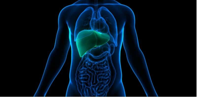 Fungsi Hati Manusia & 11 Cara Penjagaannya, Paling Penting Kena Vaksin