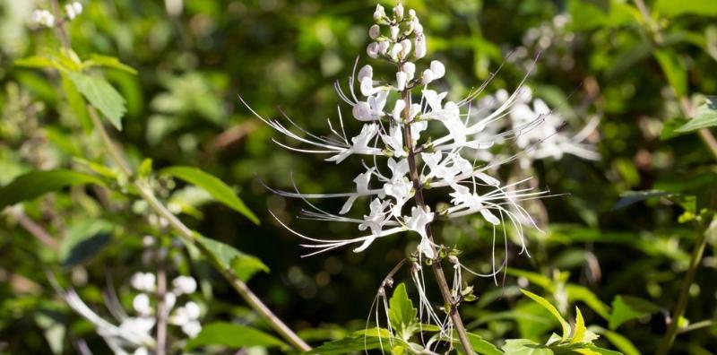 Khasiat Teh Misai Kucing: Selain Detoks, Ada 6 Lagi Manfaat Minuman Ini!