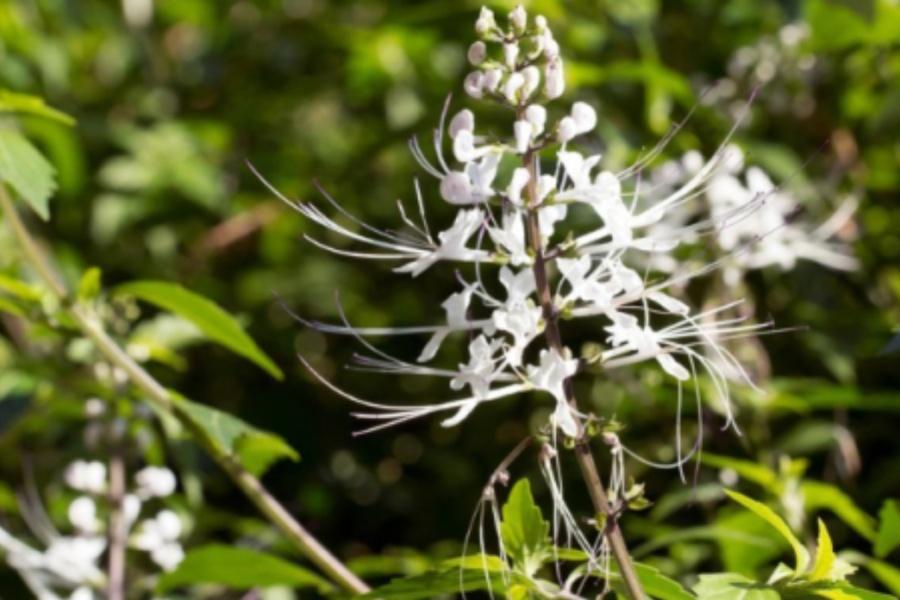 Khasiat Teh Misai Kucing: Selain Detoks, Ada 6 Lagi Manfaat Minuman Ini!