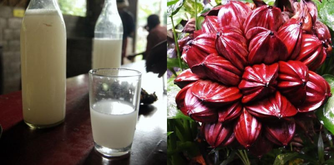 Air Nira Nipah, Benarkah Wujud Bahaya Kepada Kesihatan Jika Minum?