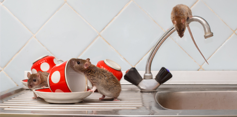 Cara Halau Tikus Yang Berkesan: Guna 7 Petua Ini Nyahkan 'Cik Ti'!