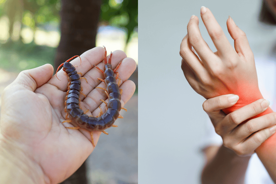 Kesan Gigitan Lipan, Apa Yang Perlu Anda Buat Jika Ia Terjadi Di Rumah?