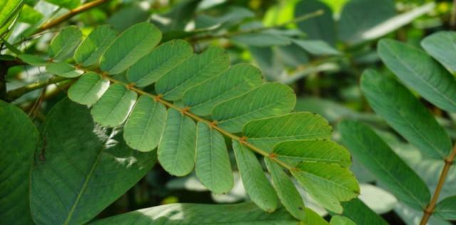 Daun Gelenggang Boleh Rawat Kurap! Ada 5 Lagi Khasiat Daun Ini