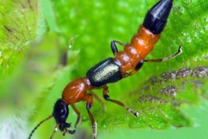 Semut Charlie Ada Bisa Yang Bahaya! Kalau Kena Gigit, Buat 5 Cara Ini!