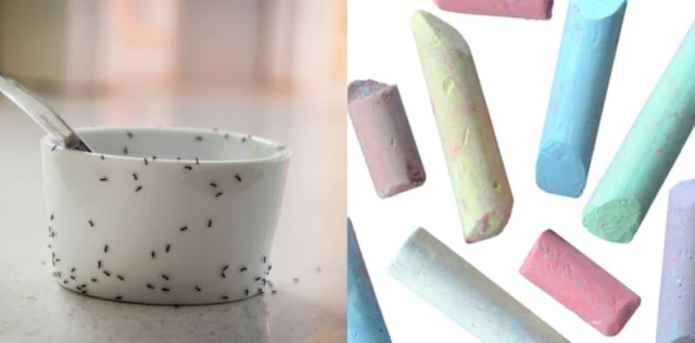 Cara Halau Semut Dalam Rumah Secara Semula Jadi, Ikut 11 Tip Ini!