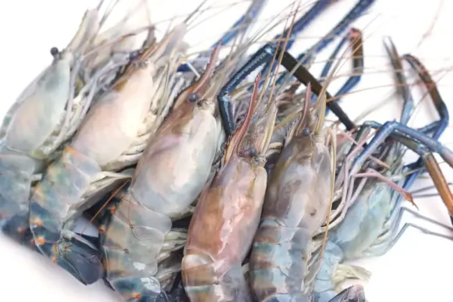 Cara Siang Udang Yang Betul Ikut Saiznya! Ekstra: Tip Siang Udang Lipan