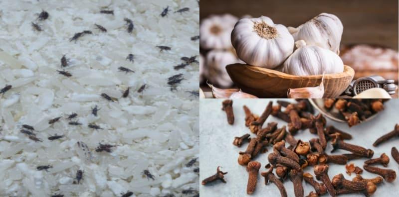 Cara Hilangkan Kutu Beras: 11 Petua Semula Jadi Berkesan, Cubalah!