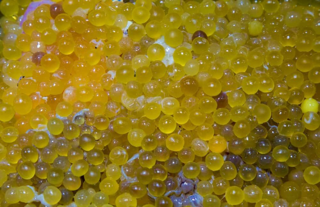 Telur Ikan Mayong: Ikut 3 Tip Ini Kalau Tak Nak Telur Pecah Ketika Masak!