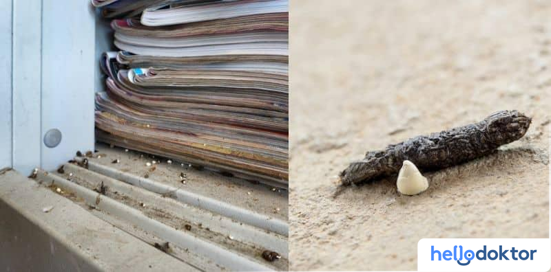 Tahi Cicak Melekat-Lekat Di Dinding? Ini 5 Cara Untuk Mengatasinya!