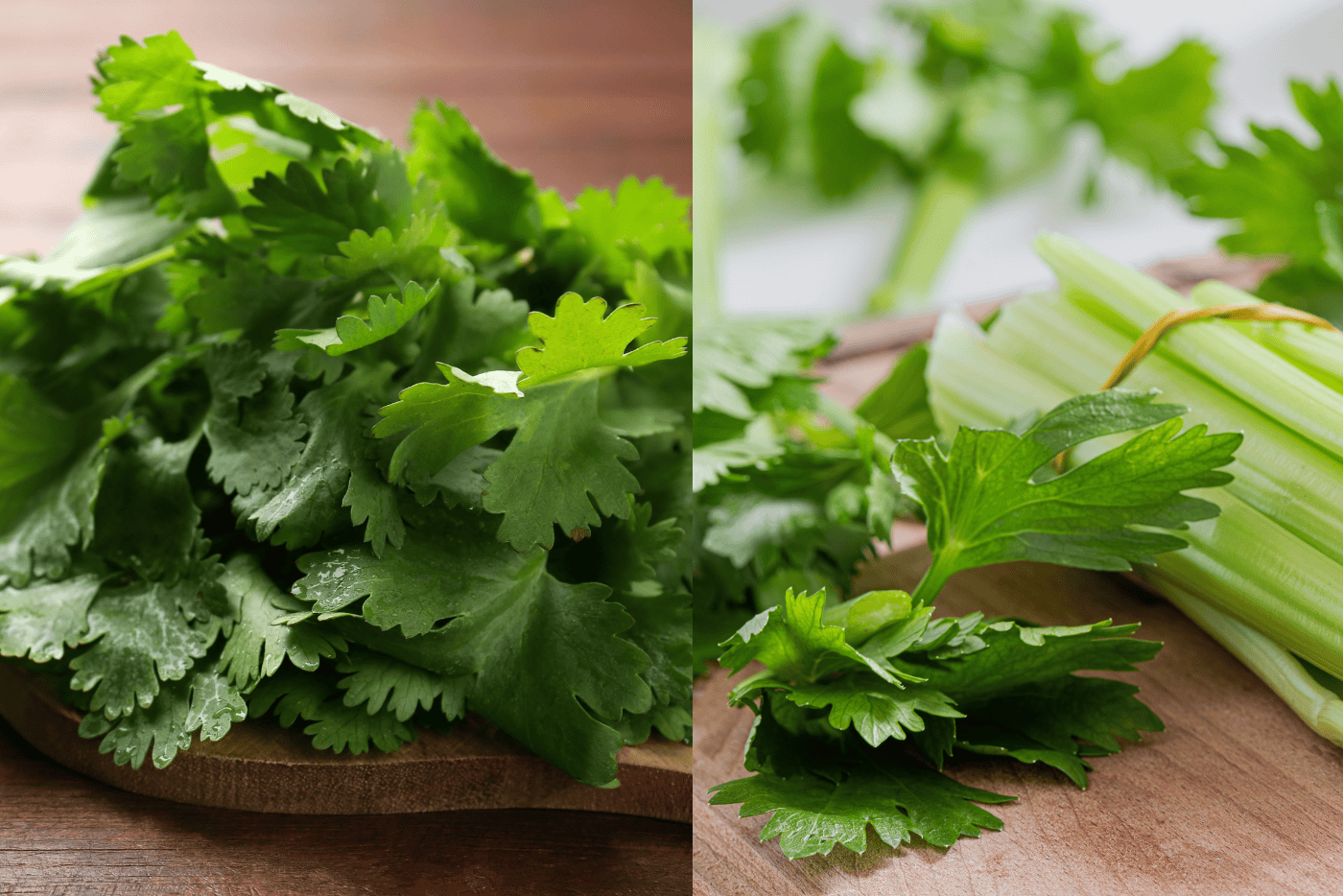 Daun Ketumbar VS Daun Sup: Ini 10 Perbezaan Yang Anda Kena Tahu!