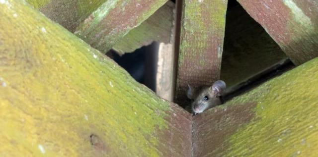 Cara Halau Tikus Atas Siling: Ini 6 Cara Anda Boleh Buat Untuk Usir Tikus!