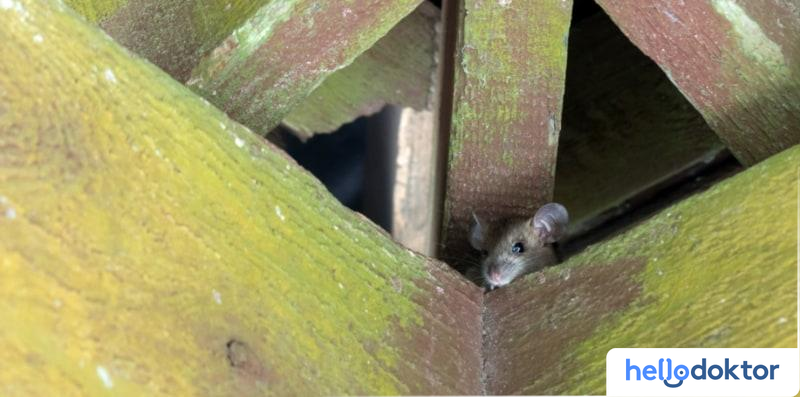 Cara Halau Tikus Atas Siling: Ini 6 Cara Anda Boleh Buat Untuk Usir Tikus!