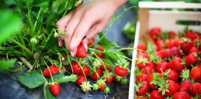 Khasiat Strawberi Kepada Kesihatan: Anda Akan Dapat 6 Perkara Ini!