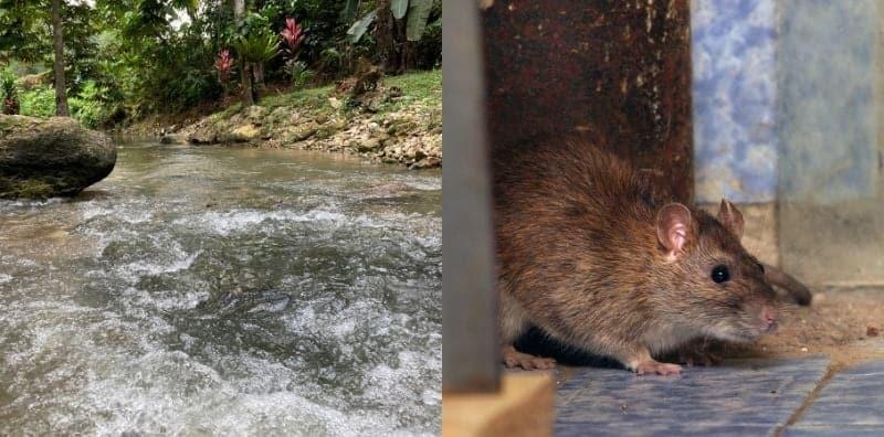 Penyakit Leptospirosis (Kencing Tikus): Ini Simptom & Rawatannya