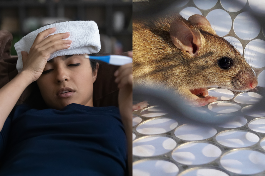 Penyakit Leptospirosis (Kencing Tikus): Ini Simptom & Rawatannya