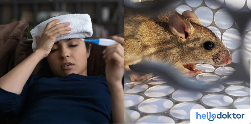 Penyakit Leptospirosis (Kencing Tikus): Ini Simptom & Rawatannya