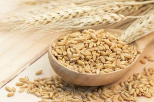 Kebaikan Air Barli Untuk Kesihatan: 6 Manfaat, Sesuai Juga Untuk Diet