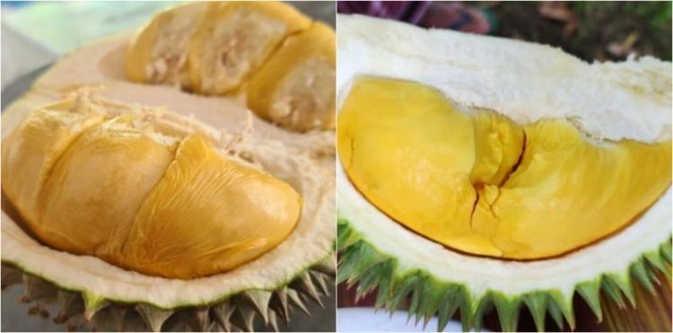 Jenis Durian Di Malaysia: Ini 6 Jenis Durian Paling Popular Di Malaysia!