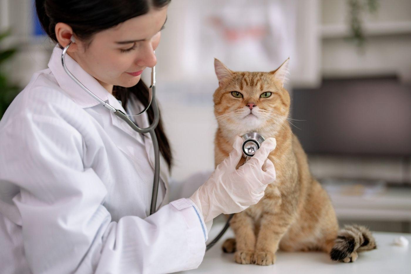 Jadual Vaksinasi Kucing di Malaysia: Tips dan Keperluan Penting