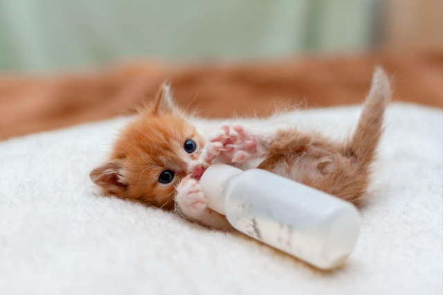 Susu Kucing: Fahami Jenis, Cara Pemberian Dan Risiko