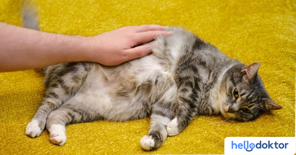 Kucing Demam? Jangan Risau, Ini Apa Yang Owner Kucing Perlu Buat